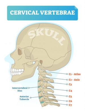 Anterior Cervical Discectomy and Fusion (ACDF) – Specialty Surgery ...